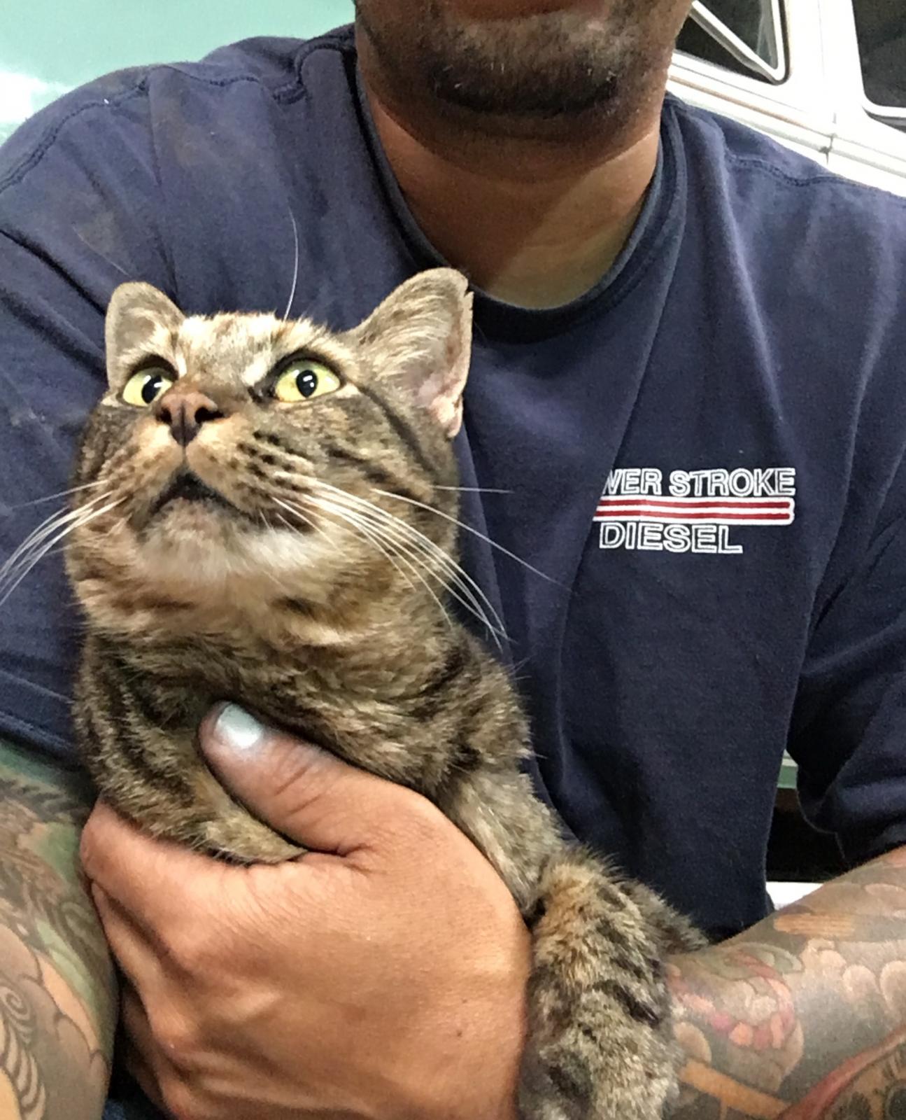 TheSamba.com :: Reader's Rides - View topic - Cats and VWs!