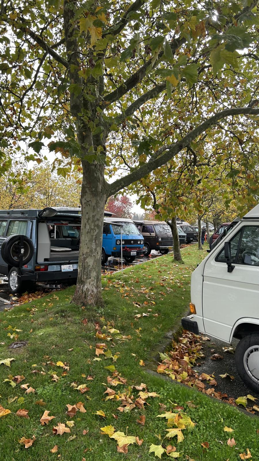 TheSamba.com :: Gallery - Seattle Meetup at Marymoor Park